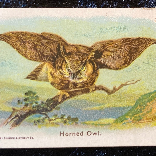 Arm Hammer Bird Cards - Etsy