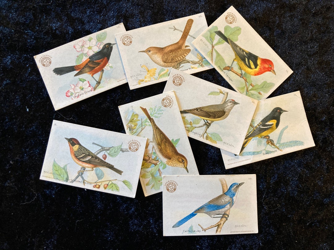 8 Vintage Arm & Hammer Bird Trading Cards - Series 3, 1922 (MS309) - Etsy