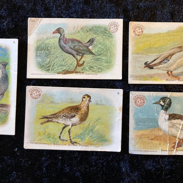 Arm and Hammer Bird Cards - Etsy