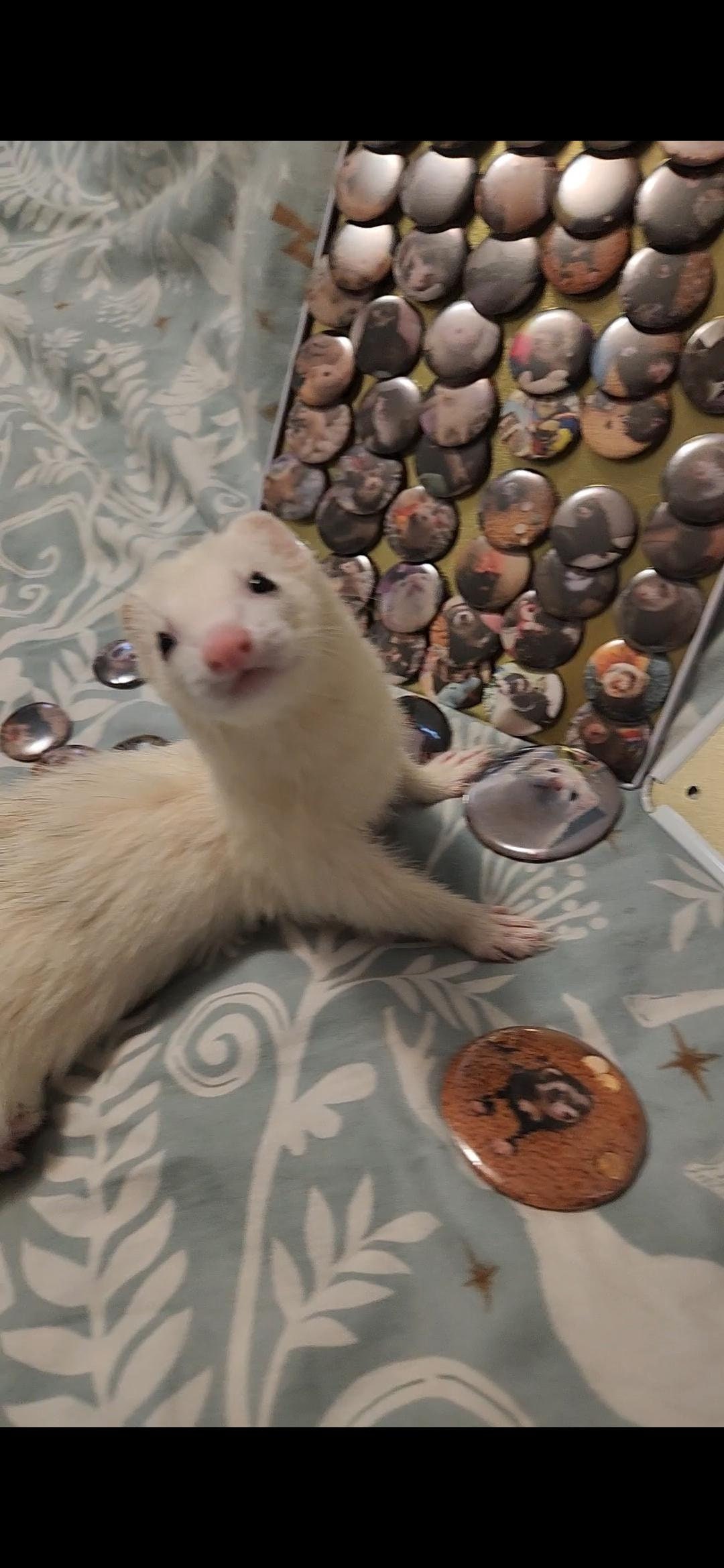 4x Fuffy Ferret Button/magnets requests for Certain Ferrets Welcome - Etsy