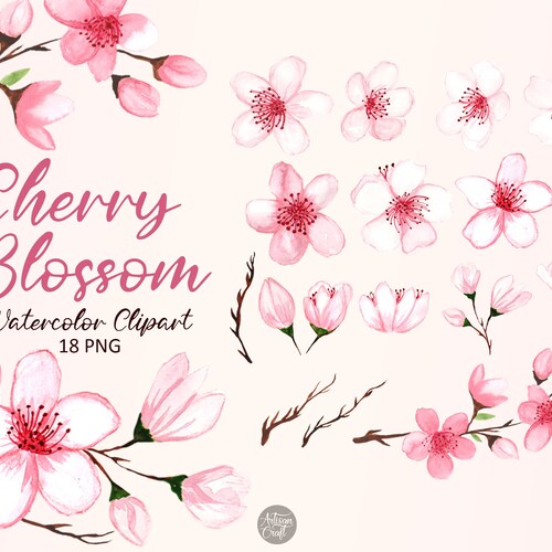 Cherry Blossom Clipart. Watercolor Sakura Blossom Png Pink - Etsy