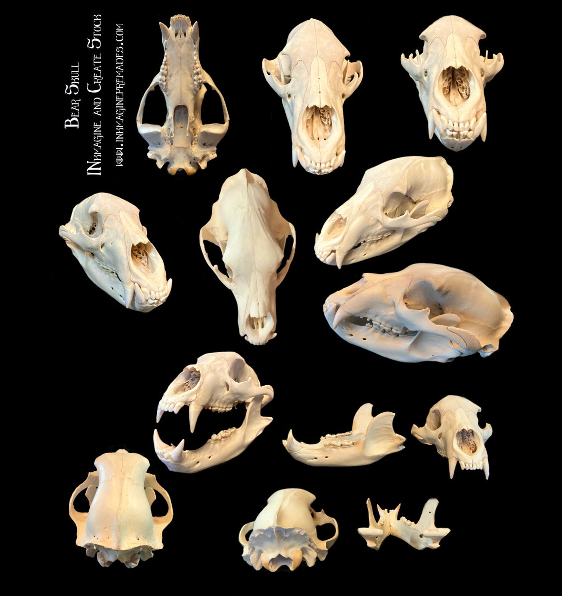 Bear Skull Photos - Etsy