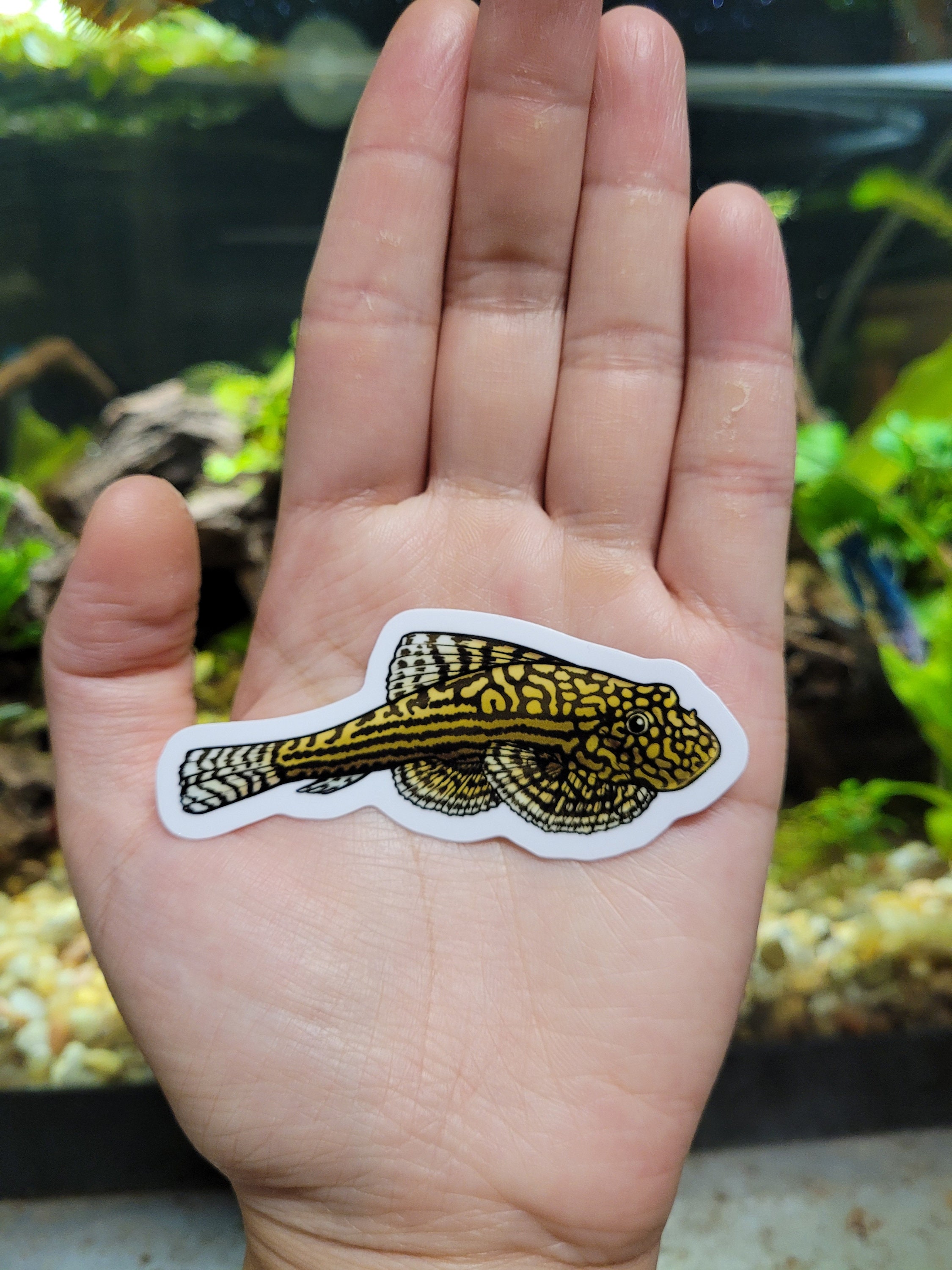 Reticulated Hillstream Loach Sticker - Etsy