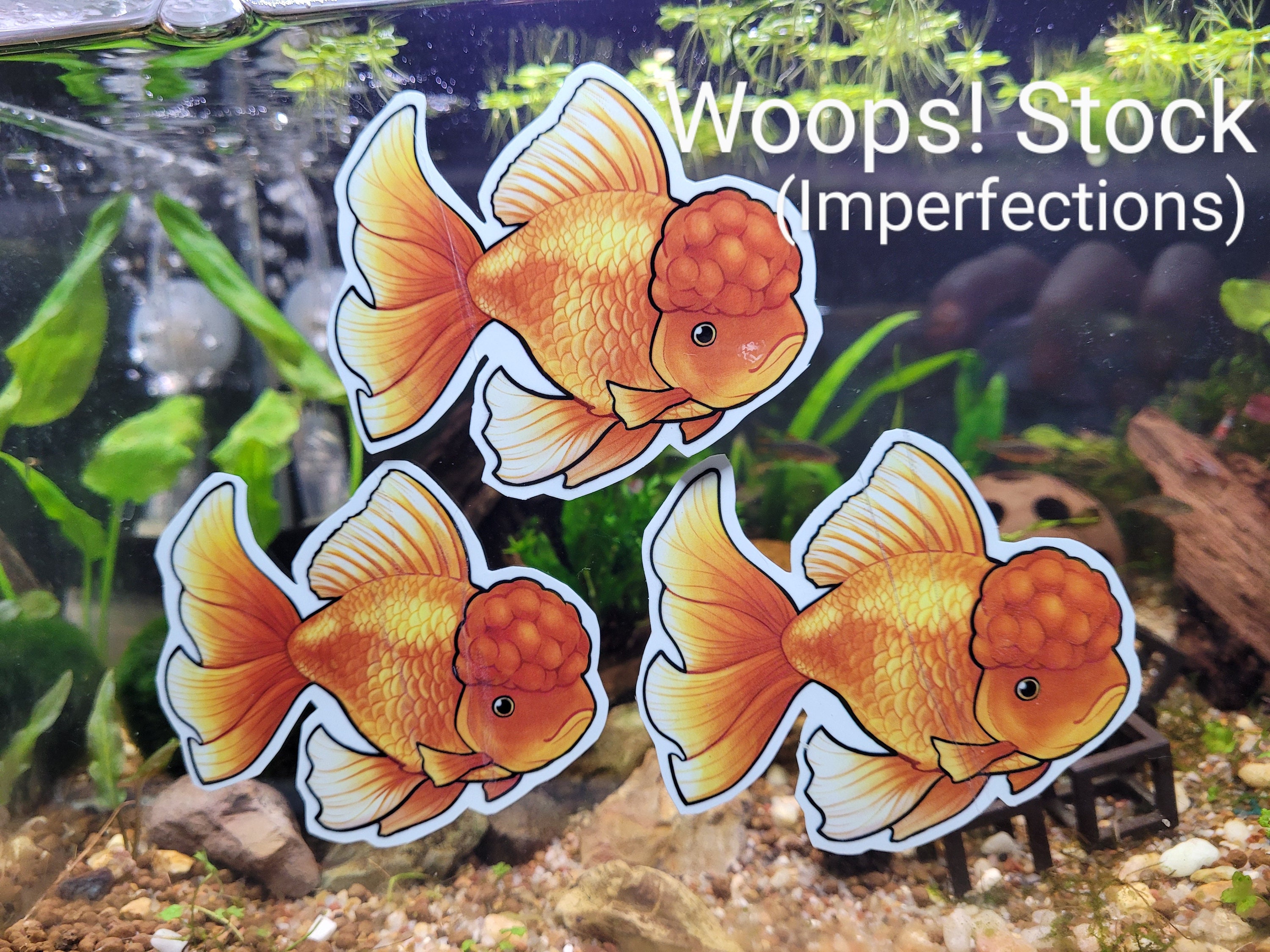 Oranda Gold Fish Sticker - Etsy