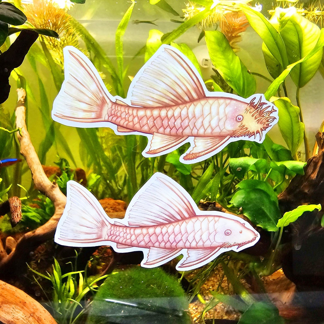 Albino Bristlenose Pleco Sticker - Etsy