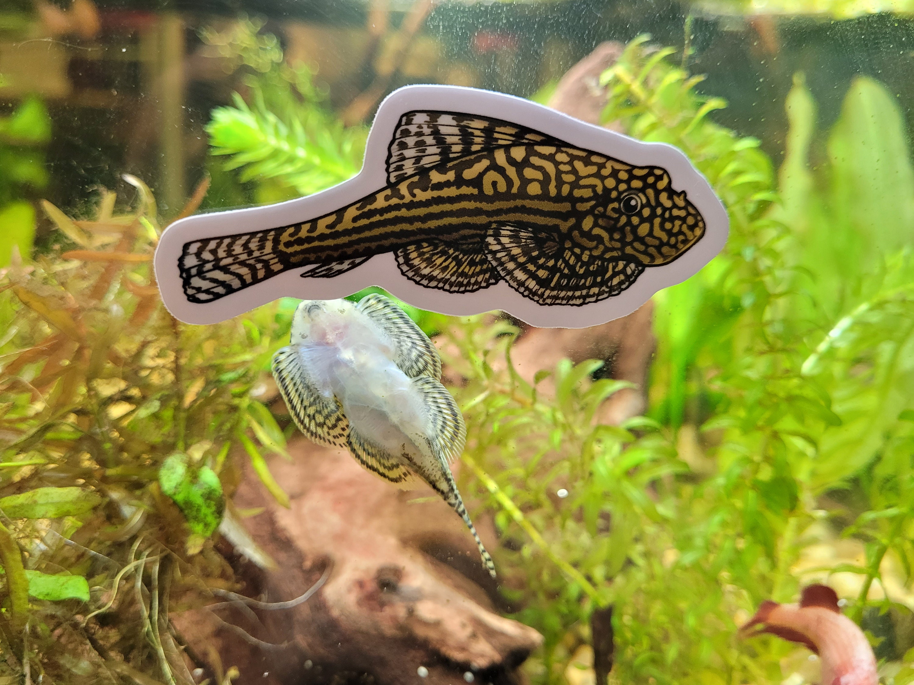Reticulated Hillstream Loach Sticker - Etsy
