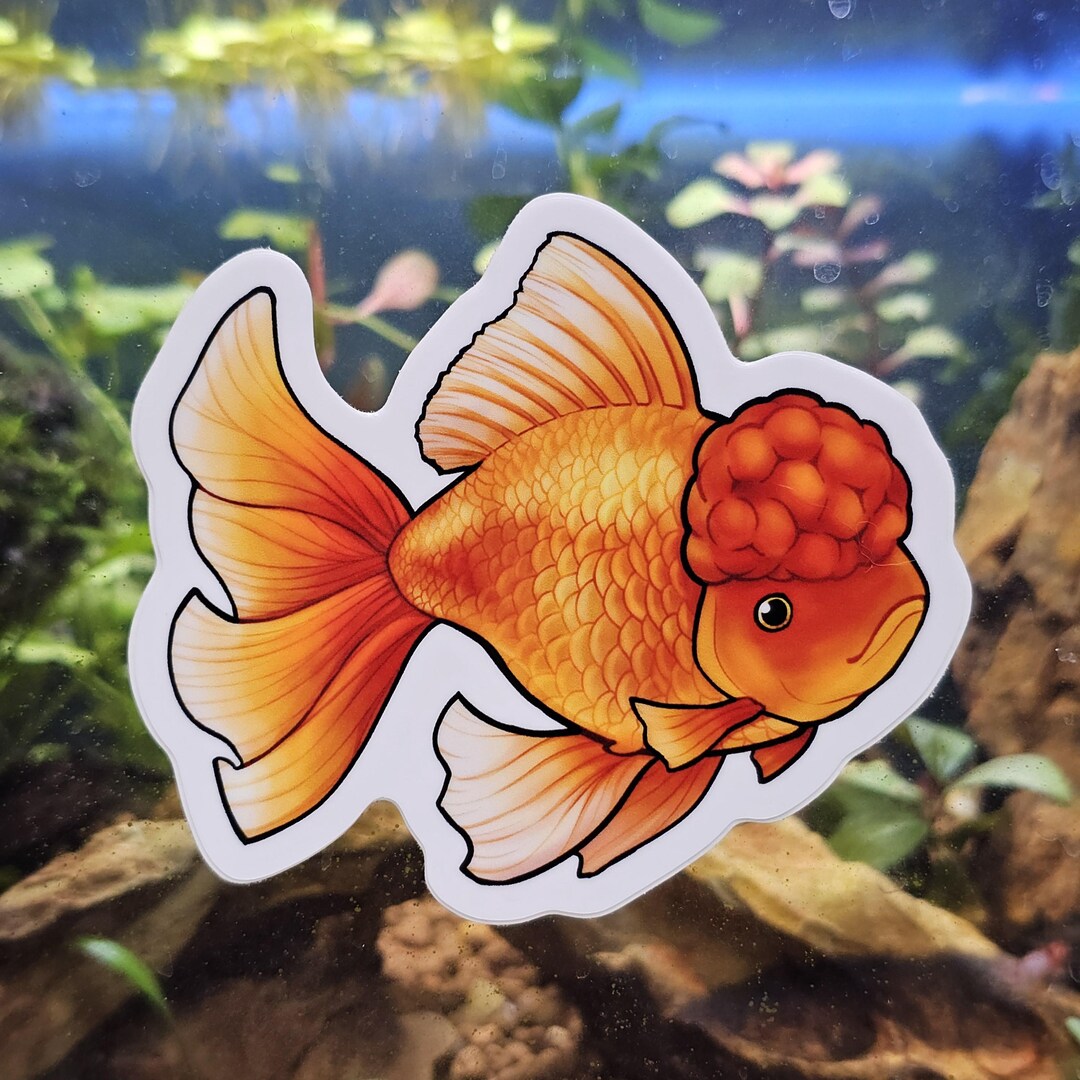 Oranda Gold Fish Sticker - Etsy