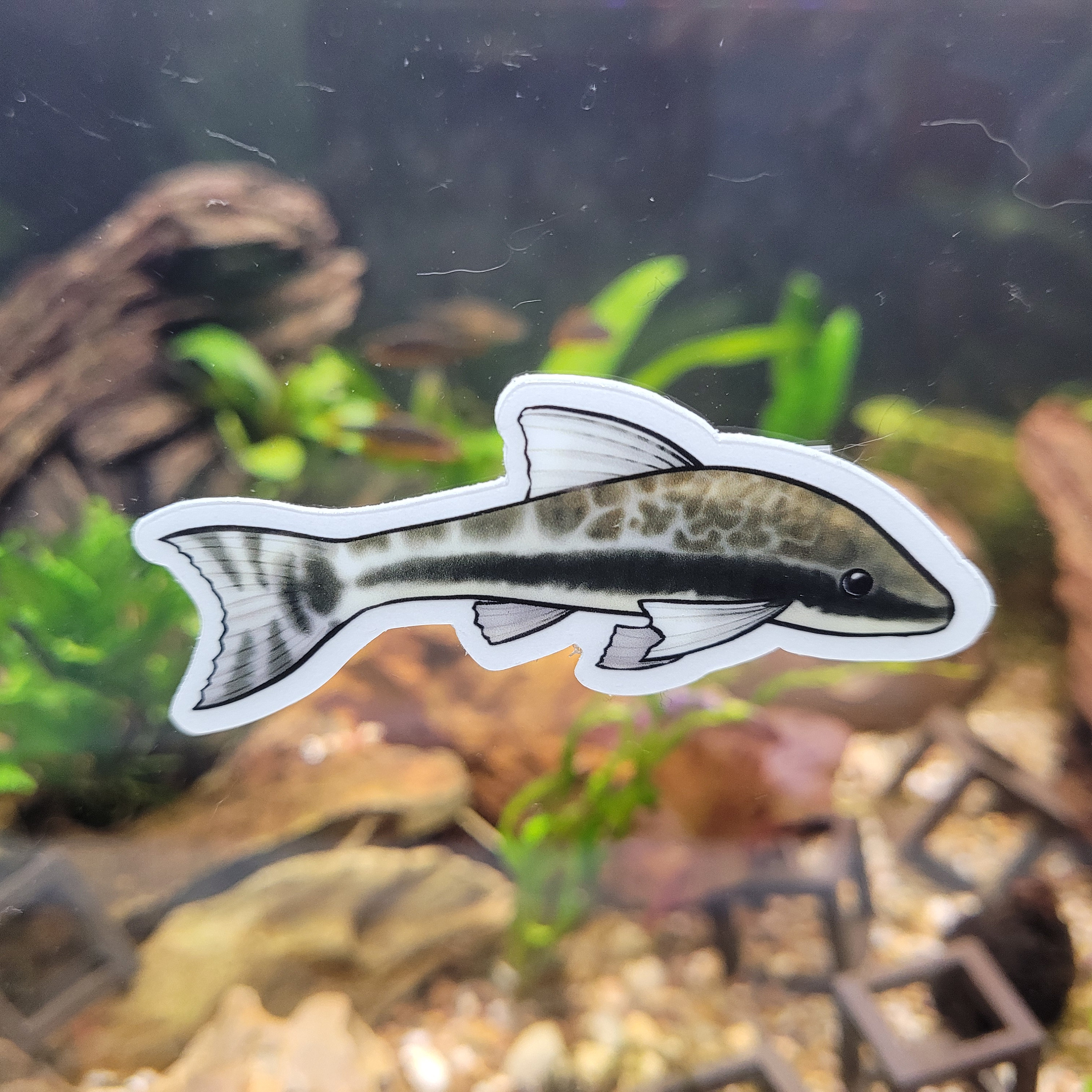 Otocinclus Catfish Sticker - Etsy