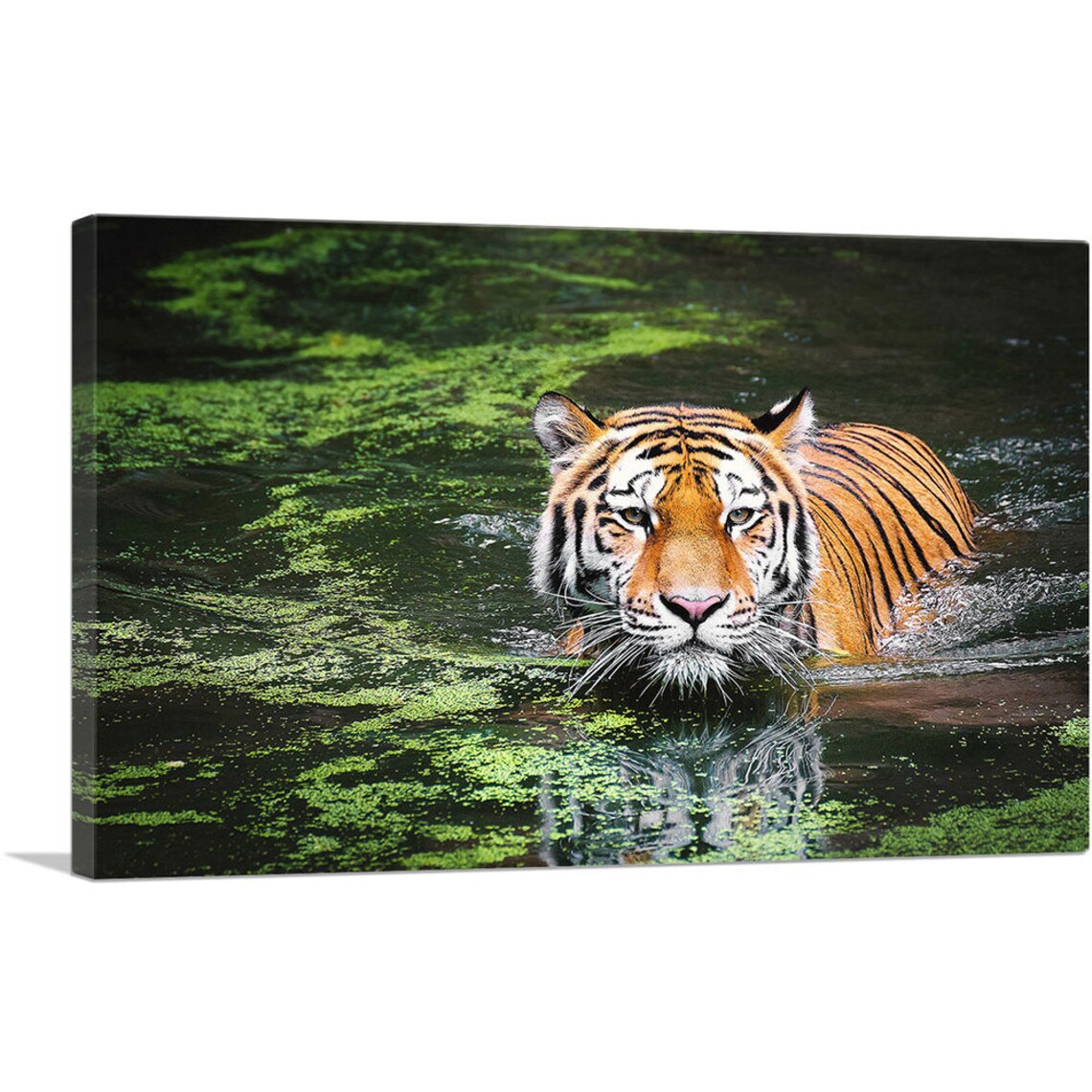 ARTCANVAS Tiger Swimming in Swamp Canvas Art Print | Etsy
