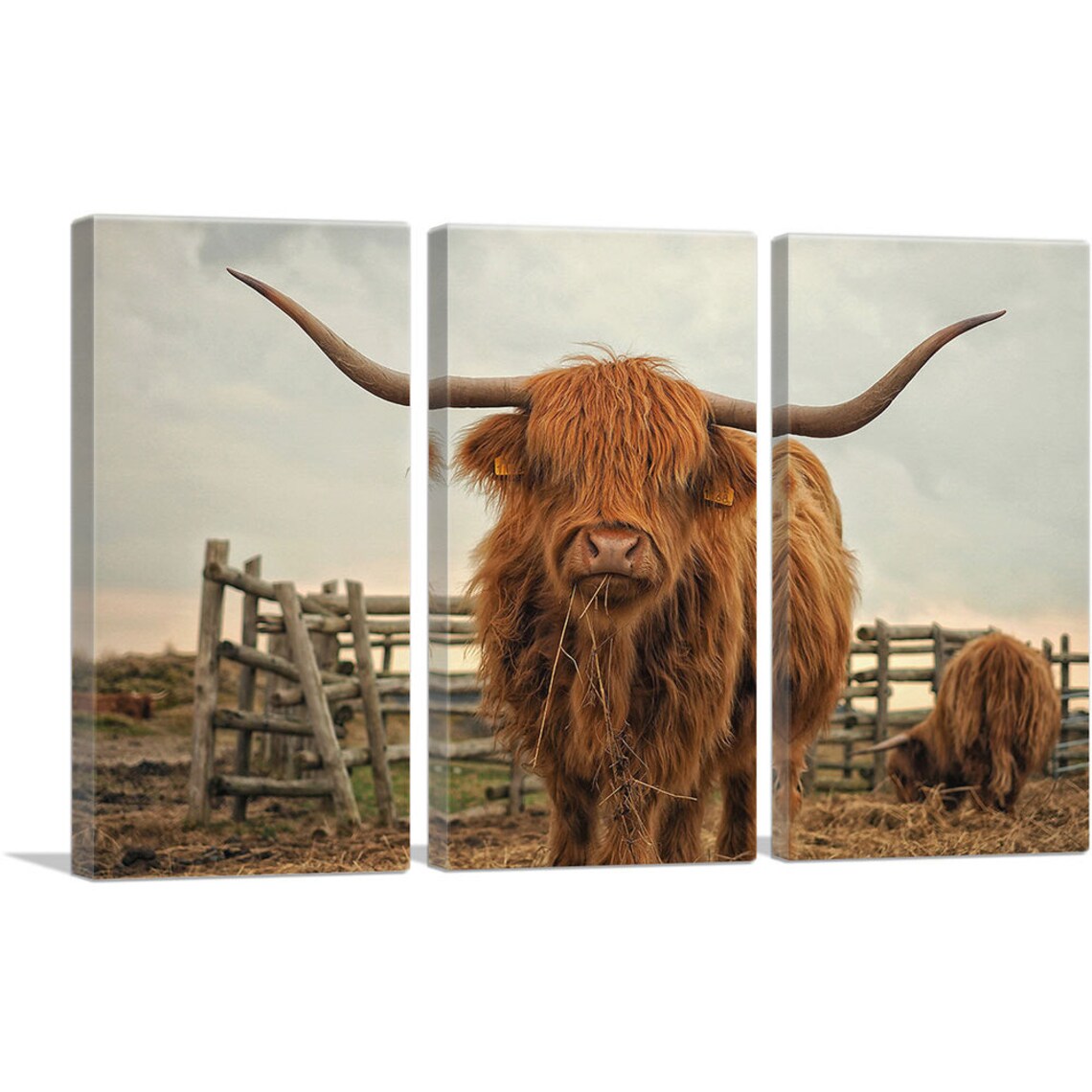 ARTCANVAS Highland Cow Cattle Stable Canvas Art Print - Etsy