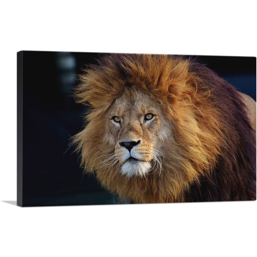 ARTCANVAS Lion Home Decor Rectangle Canvas Art Print - Etsy