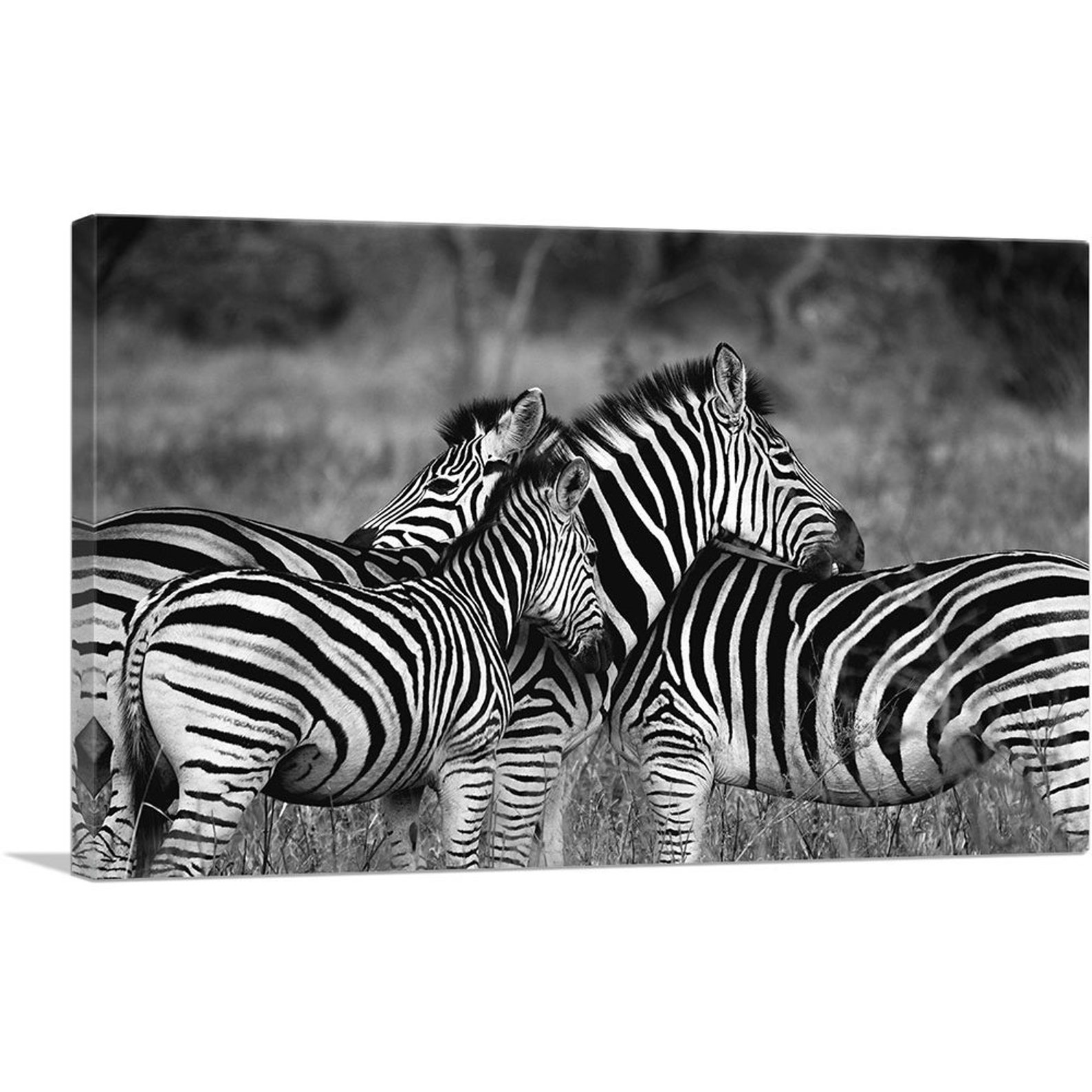 ARTCANVAS Zebras Home Decor Rectangle Canvas Art Print - Etsy