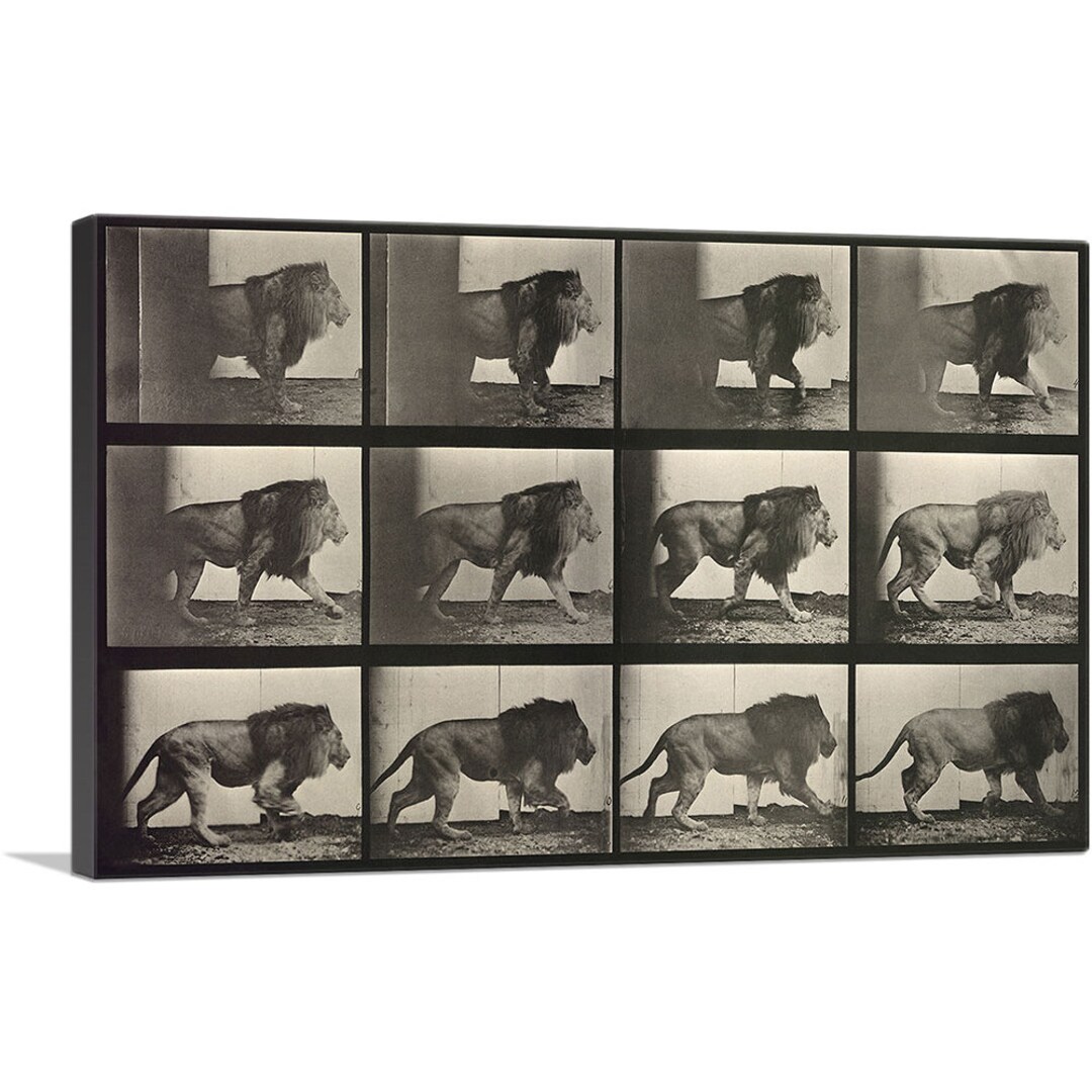 ARTCANVAS Lion Animal Locomotion by Eadweard Muybridge Canvas Art Print ...
