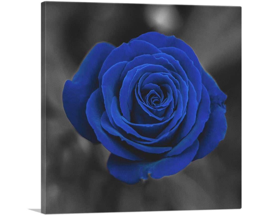 ARTCANVAS Navy Blue Rose Flower in Garden Canvas Art Print - Etsy