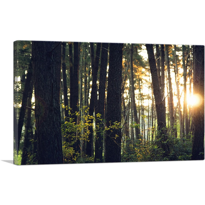 ARTCANVAS Sun Shining Through the Trees Forest Canvas Art - Etsy