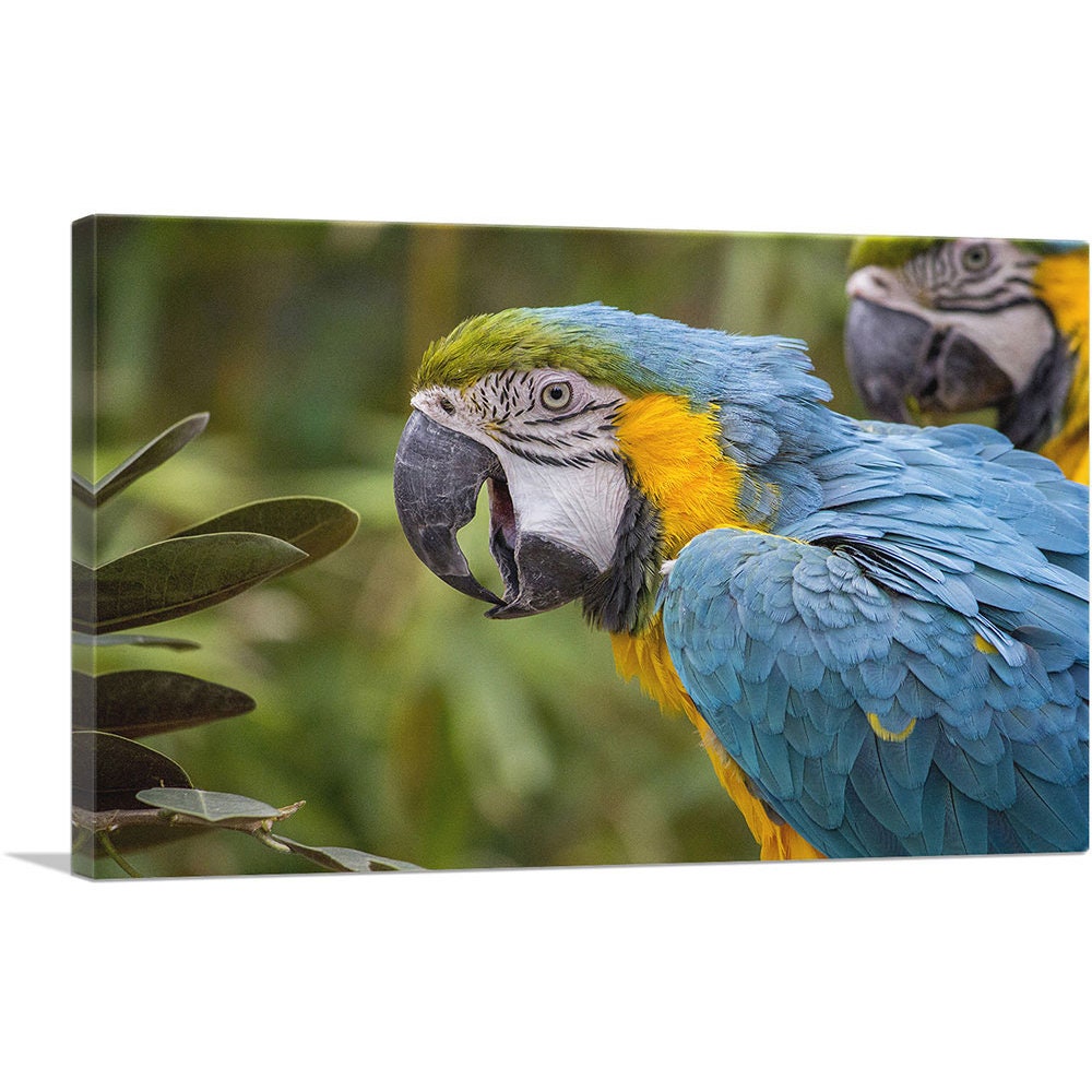 ARTCANVAS Macaw Home Decor Rectangle Canvas Art Print - Etsy