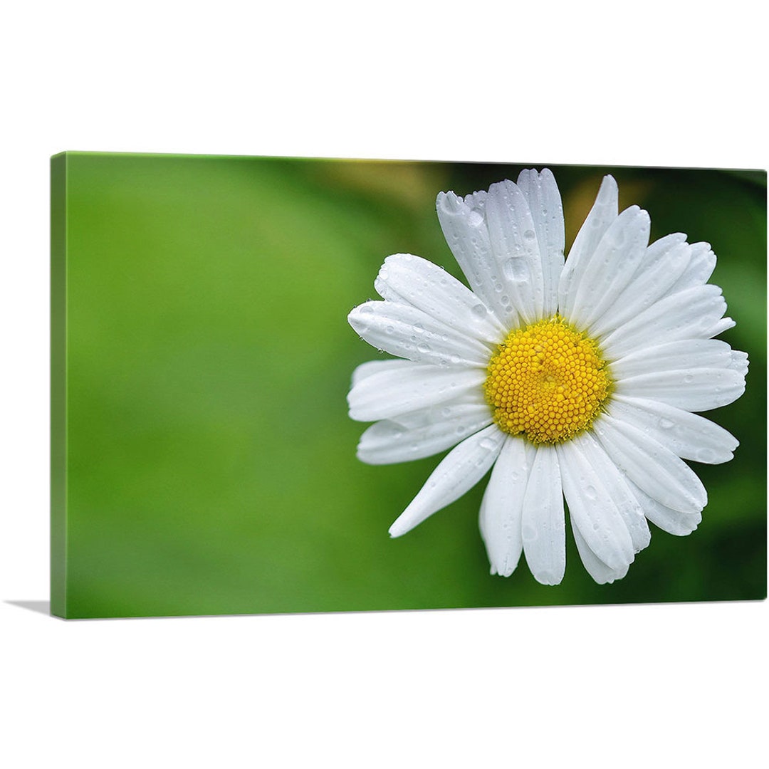 ARTCANVAS Daisy Flower Home Decor Canvas Art Print - Etsy