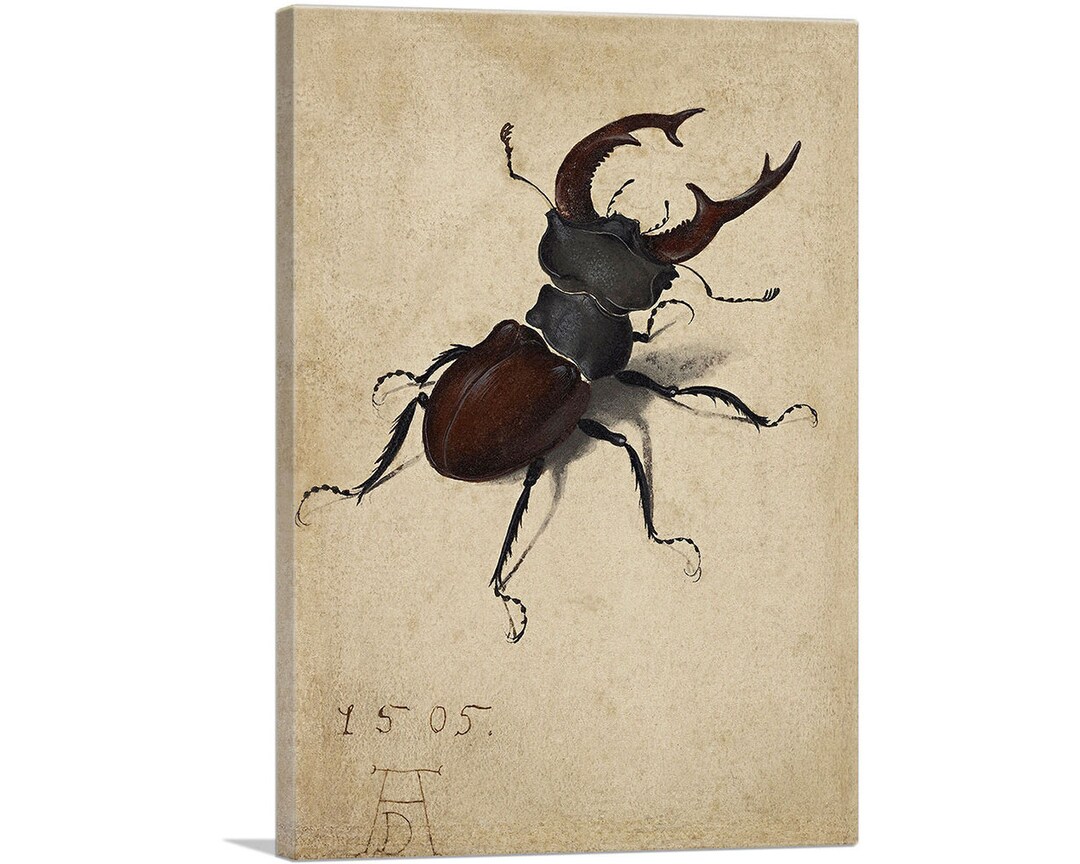 ARTCANVAS Stag Beetle 1505 by Albrecht Durer Canvas Art Print - Etsy