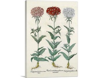 Basilius Besler Print - Etsy