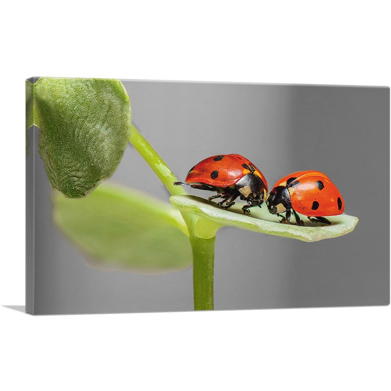 ARTCANVAS Two Ladybugs Bugs on A Leaf Canvas Art Print - Etsy