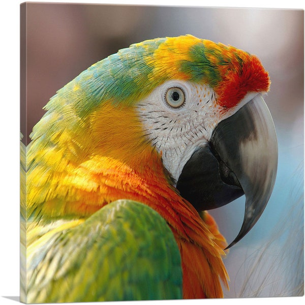 Macaw Poster - Etsy