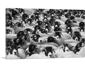 August Friedrich Schenck Anguish 1880 Sheep Lamb Death - Etsy