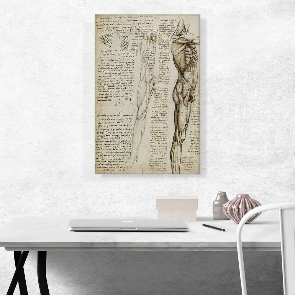 ARTCANVAS Studies of the Human Body - the Muscles of the Leg by ...