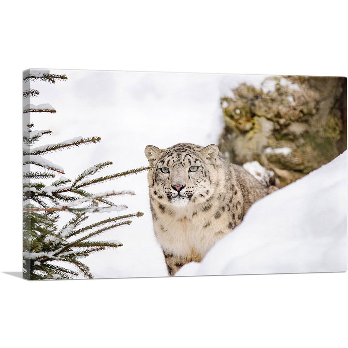 ARTCANVAS Snow Leopard Home Decor Canvas Art Print - Etsy