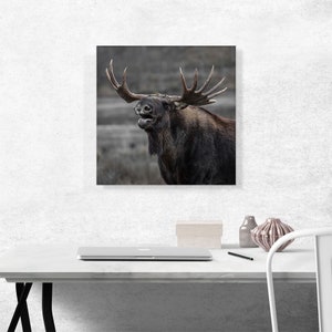 ARTCANVAS Alaskan Moose Home Decor Square Canvas Art Print - Etsy