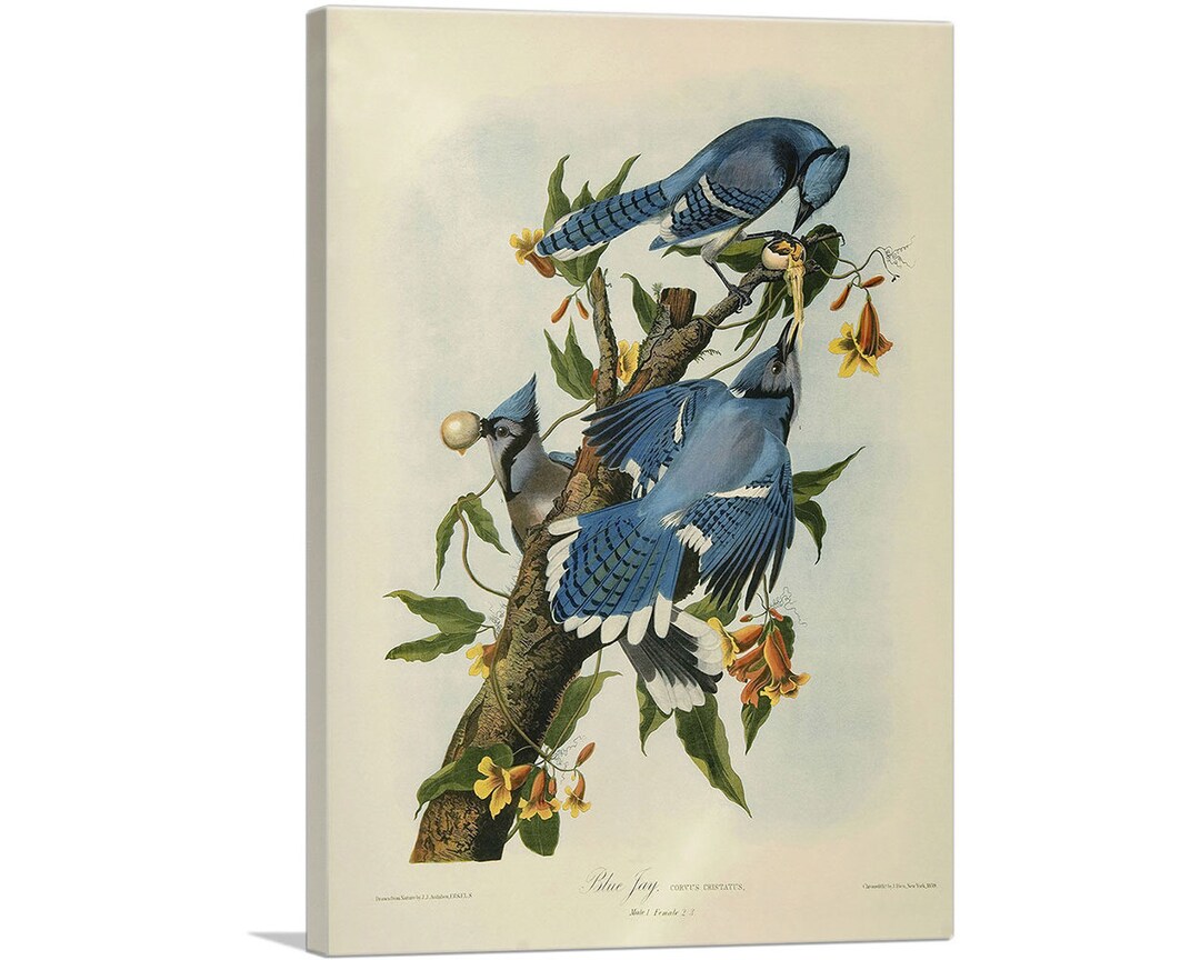 ARTCANVAS Blue Jay by John James Audubon Canvas Art Print - Etsy