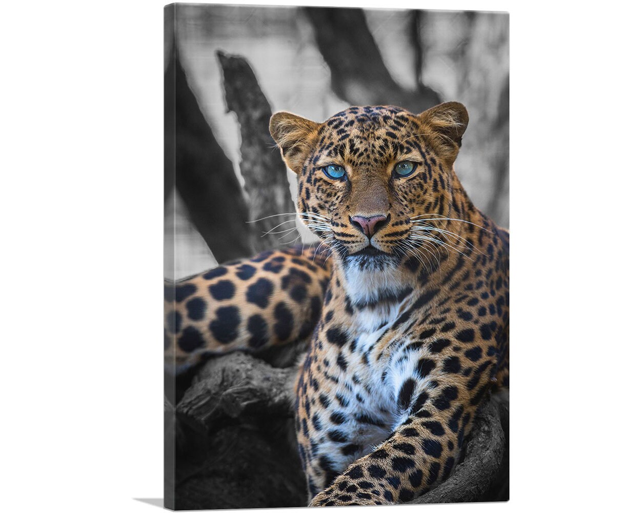 ARTCANVAS Blue Eyed Leopard On Log Canvas Art Print | Etsy