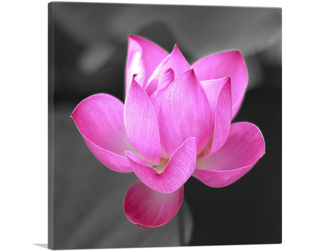 ARTCANVAS Pink Lotus Flower in Lake Canvas Art Print - Etsy