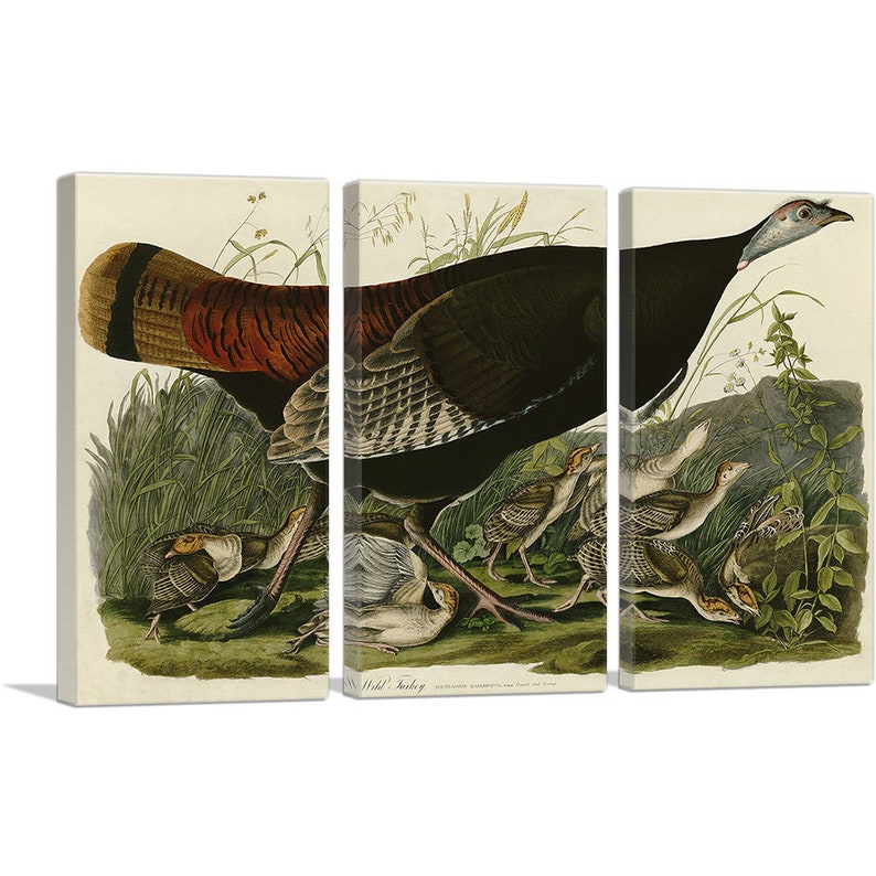 ARTCANVAS Wild Turkey by John James Audubon Canvas Art Print - Etsy