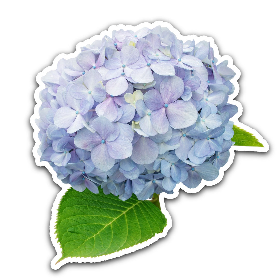 Realistic Blue Hydrangea Sticker, Plant Sticker, Flower Sticker, Nature ...