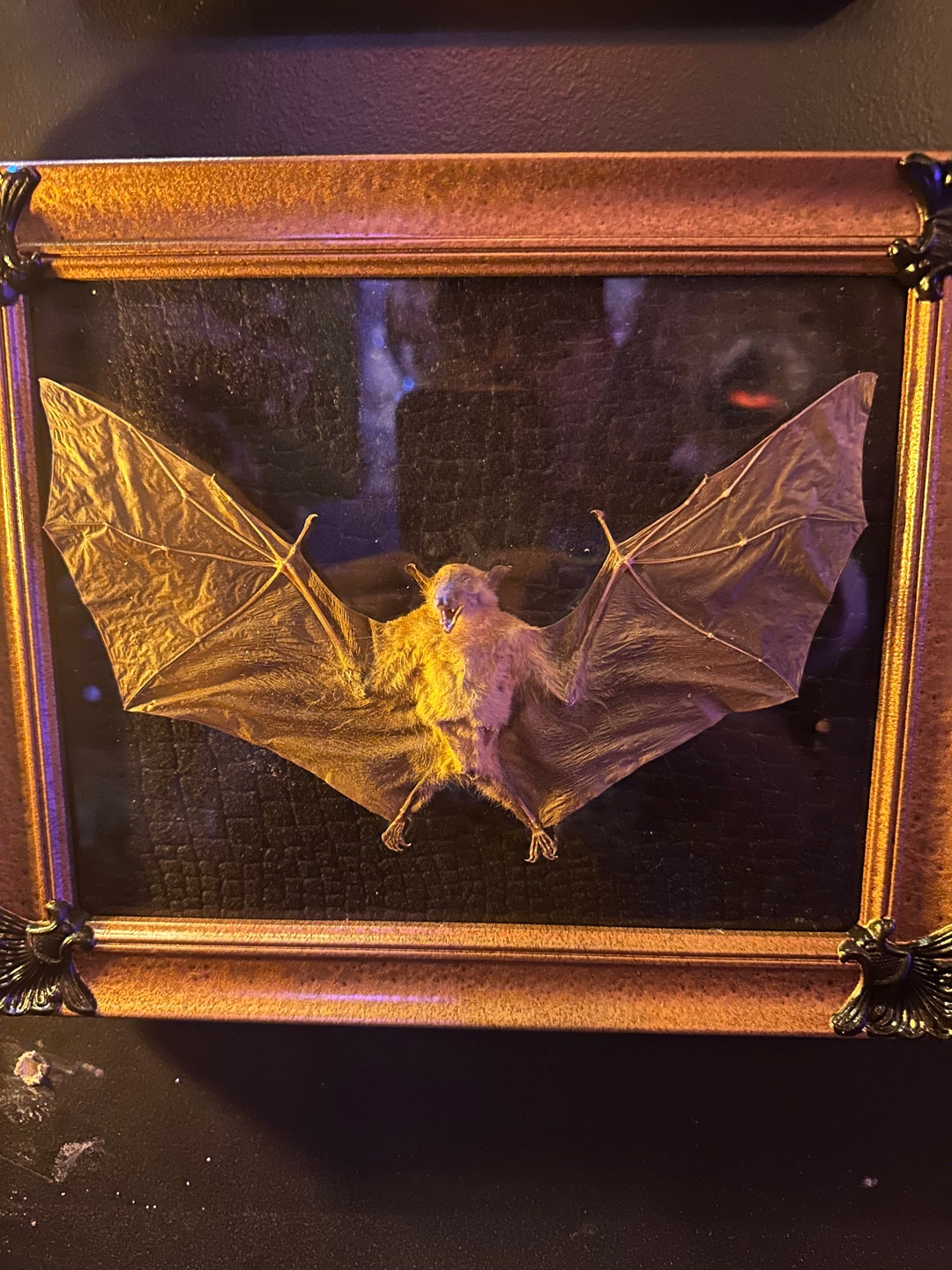 Mummified Bat on Frame - Etsy