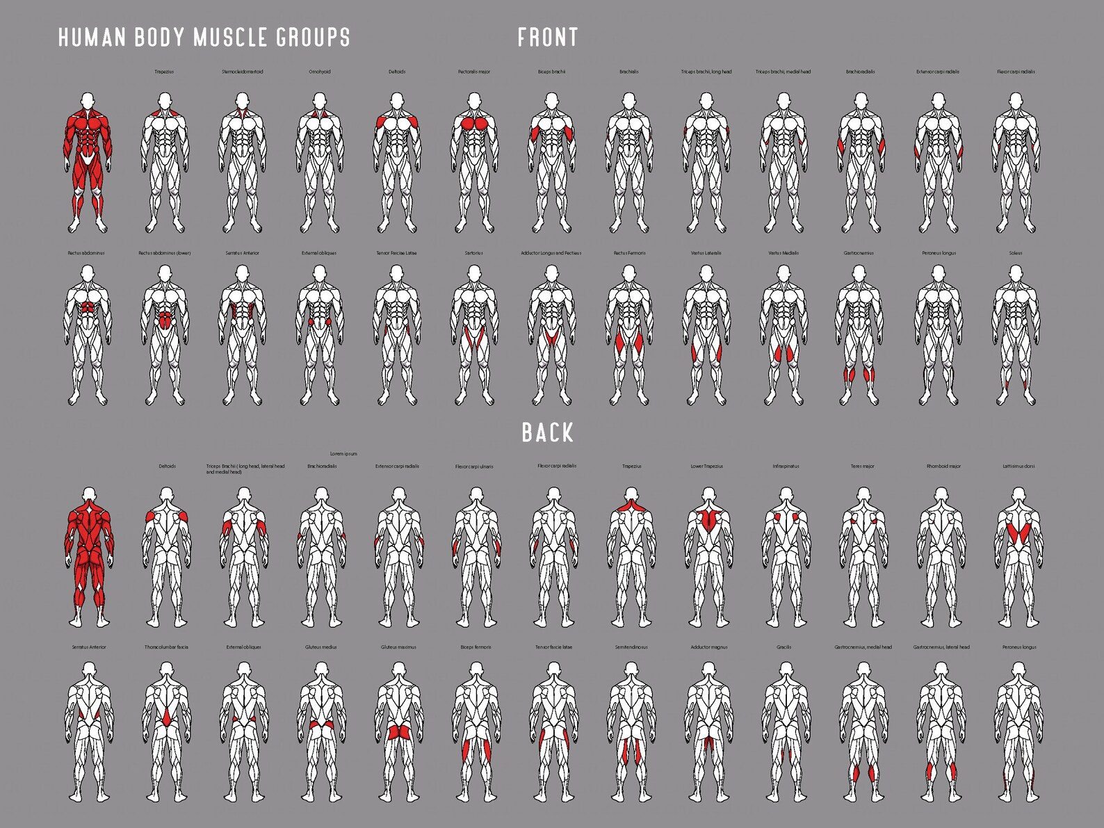 Muscles SVG Bundle-Editable muscles-Highlight muscle groups - Etsy México