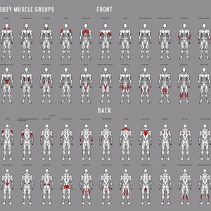 Muscles SVG Bundle-editable Muscles-highlight Muscle Groups - Etsy ...