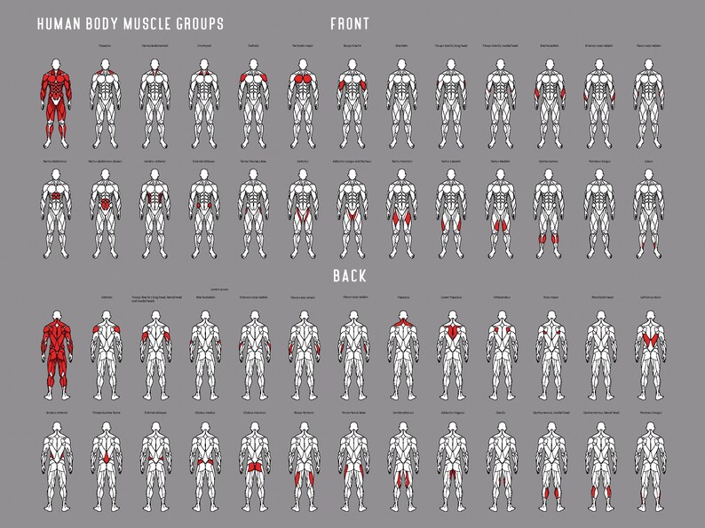 Muscles SVG Bundle-editable Muscles-highlight Muscle Groups - Etsy