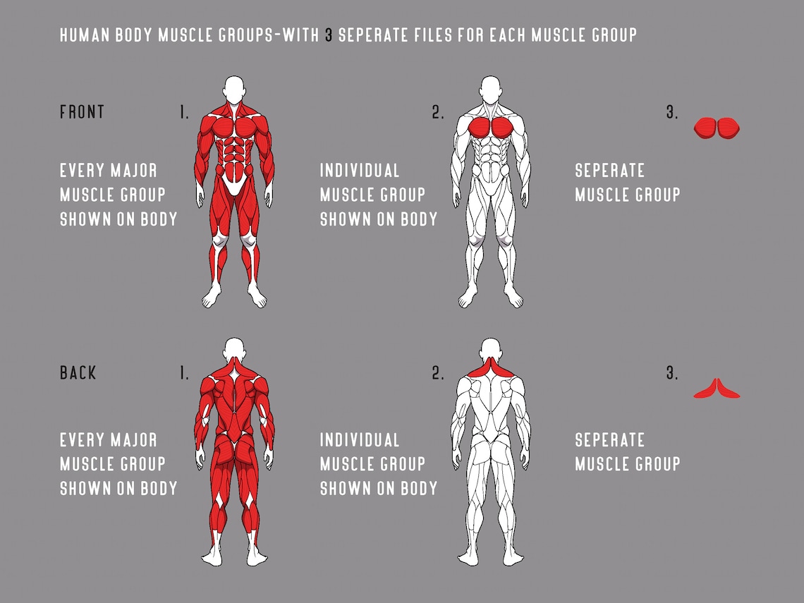 Muscles SVG Bundle-Editable muscles-Highlight muscle groups - Etsy España