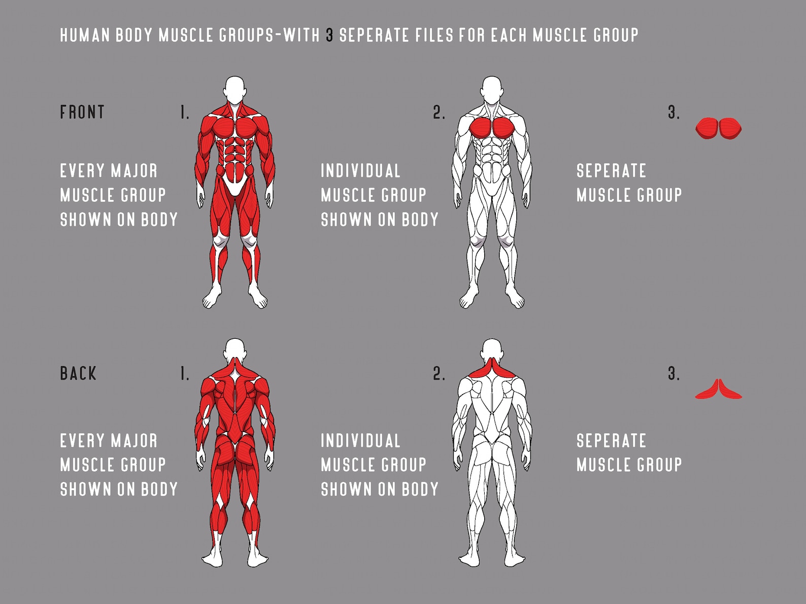 Muscles SVG Bundle-editable Muscles-highlight Muscle Groups - Etsy Canada