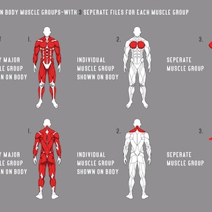 Muscles SVG Bundle-editable Muscles-highlight Muscle Gym Poster- Muscle ...