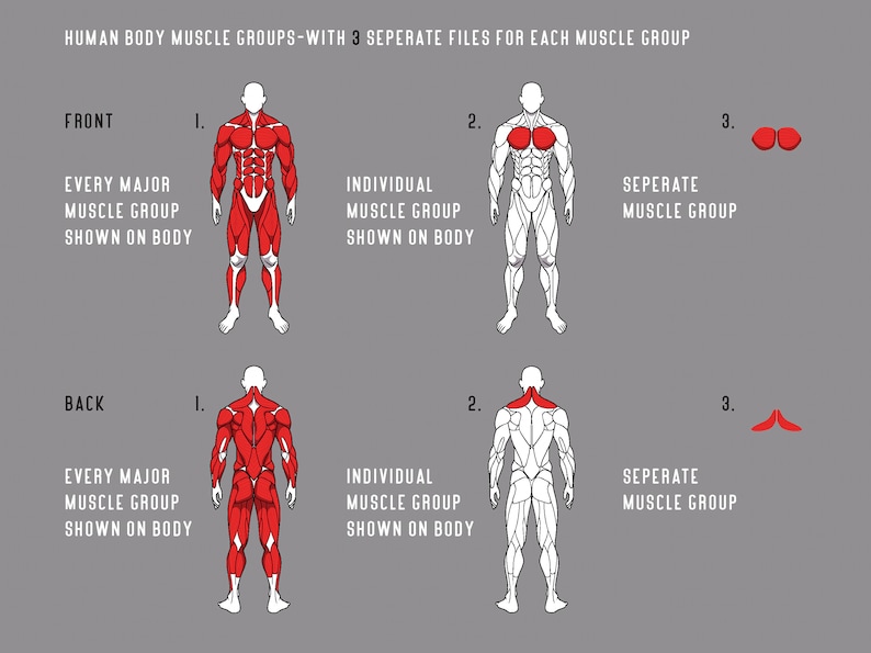 Muscles SVG Bundle-editable Muscles-highlight Muscle Groups - Etsy Canada