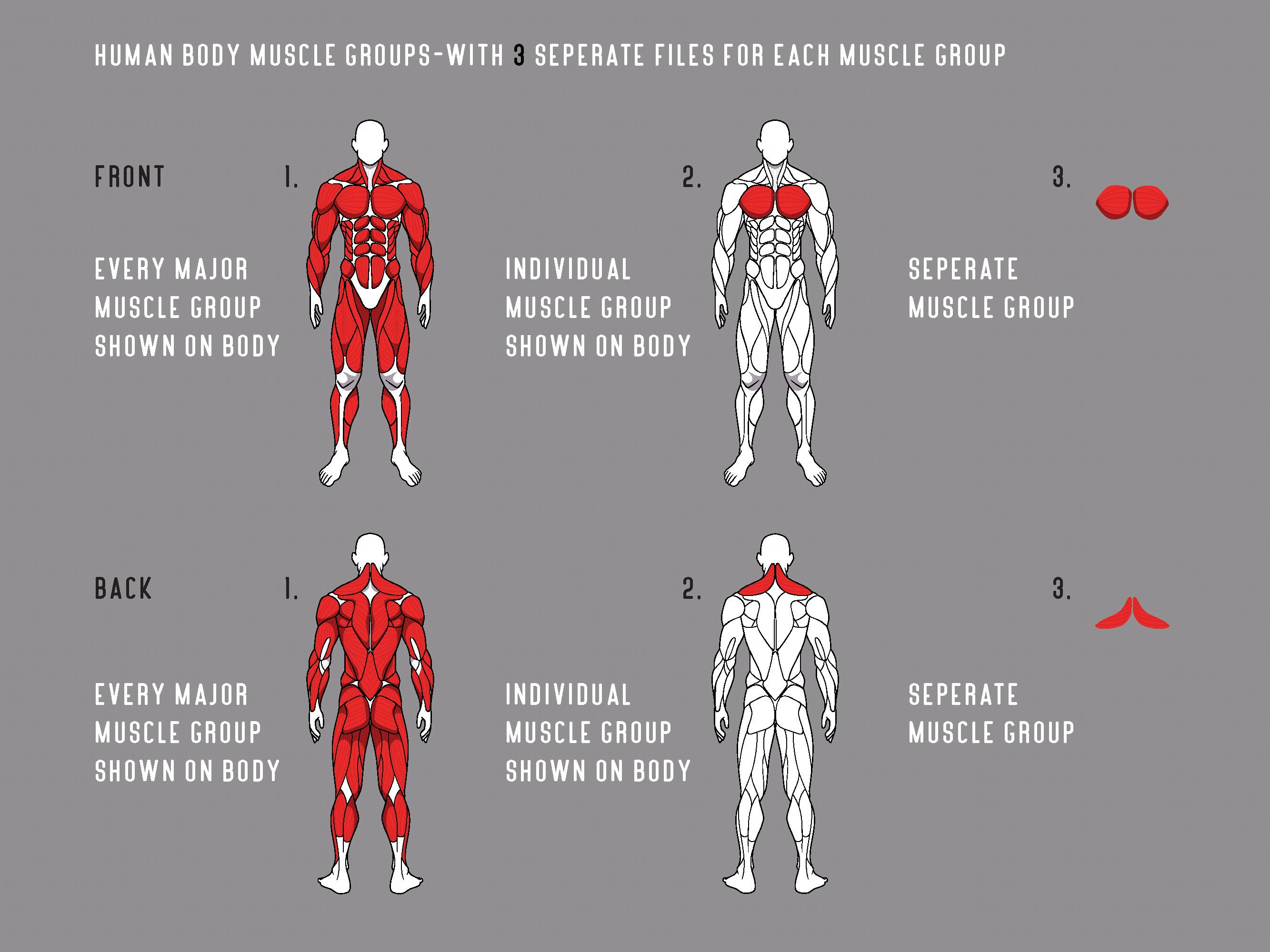 Muscles SVG Bundle-editable Muscles-highlight Muscle Groups - Etsy Canada