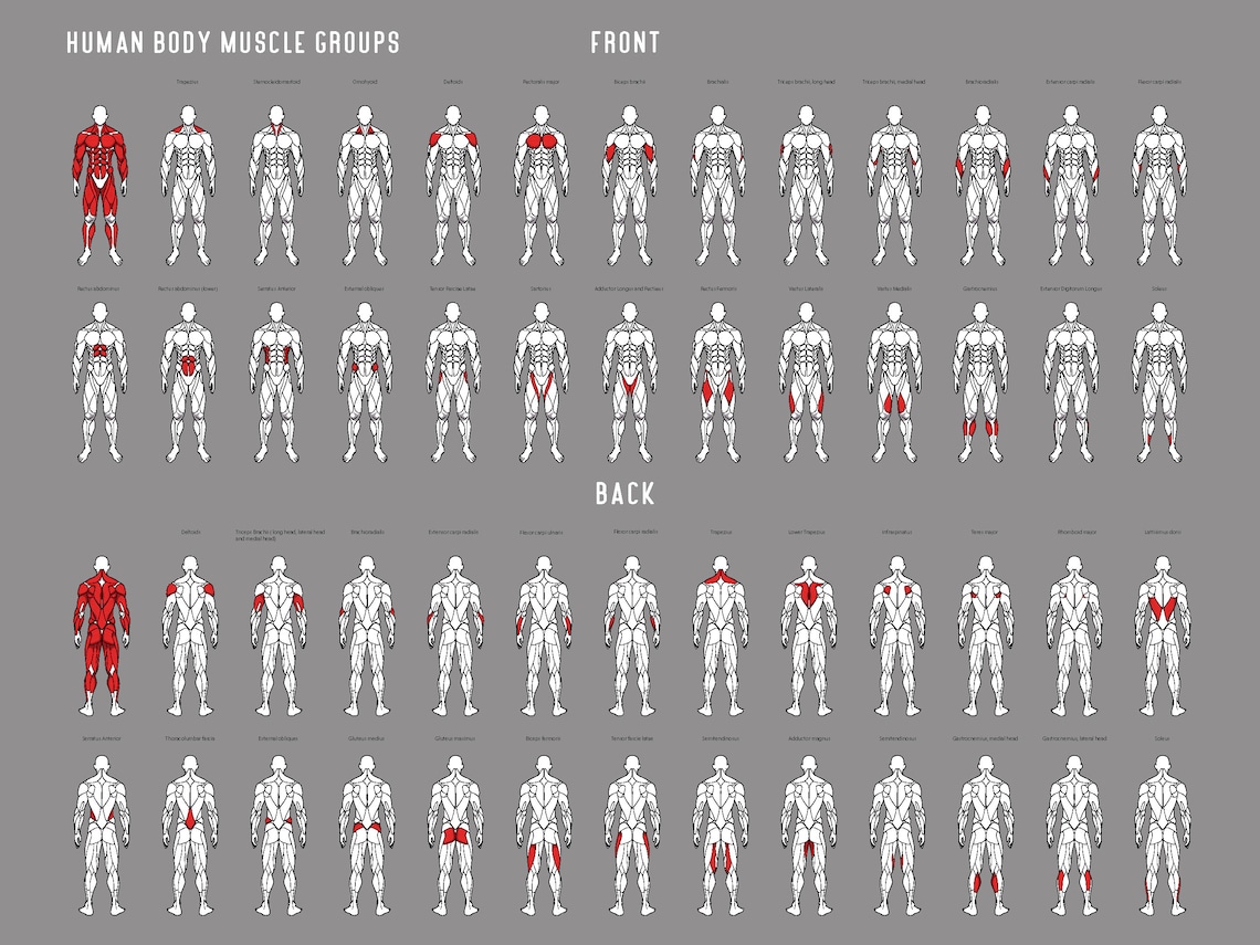Muscles SVG Bundle-editable Muscles-highlight Muscle Gym Poster- Muscle ...