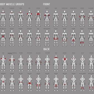 Muscles SVG Bundle-editable Muscles-highlight Muscle Gym Poster- Muscle ...