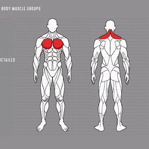 Muscles SVG Bundle-editable Muscles-highlight Muscle Gym Poster- Muscle ...