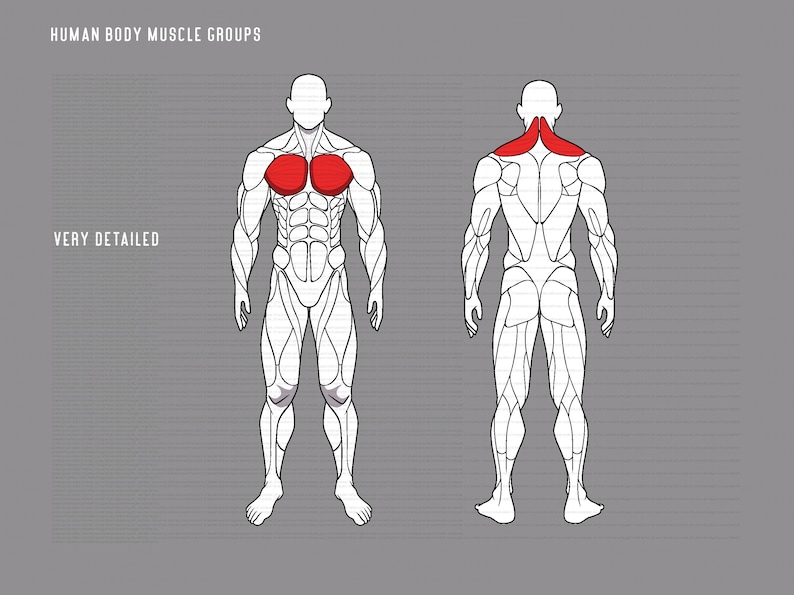 Muscles SVG Bundle-editable Muscles-highlight Muscle Groups - Etsy Canada