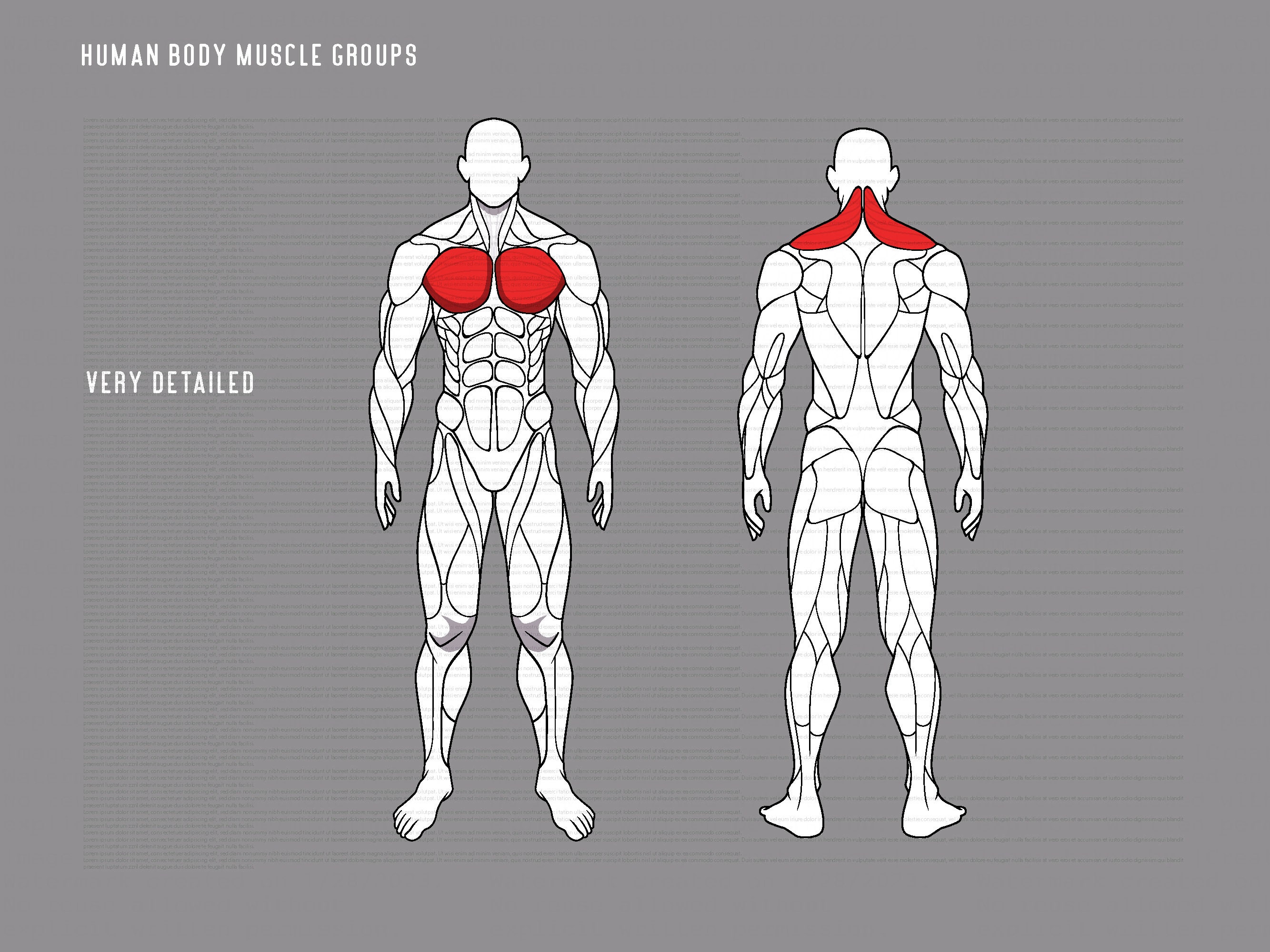 Muscles SVG Bundle-editable Muscles-highlight Muscle Groups - Etsy Canada