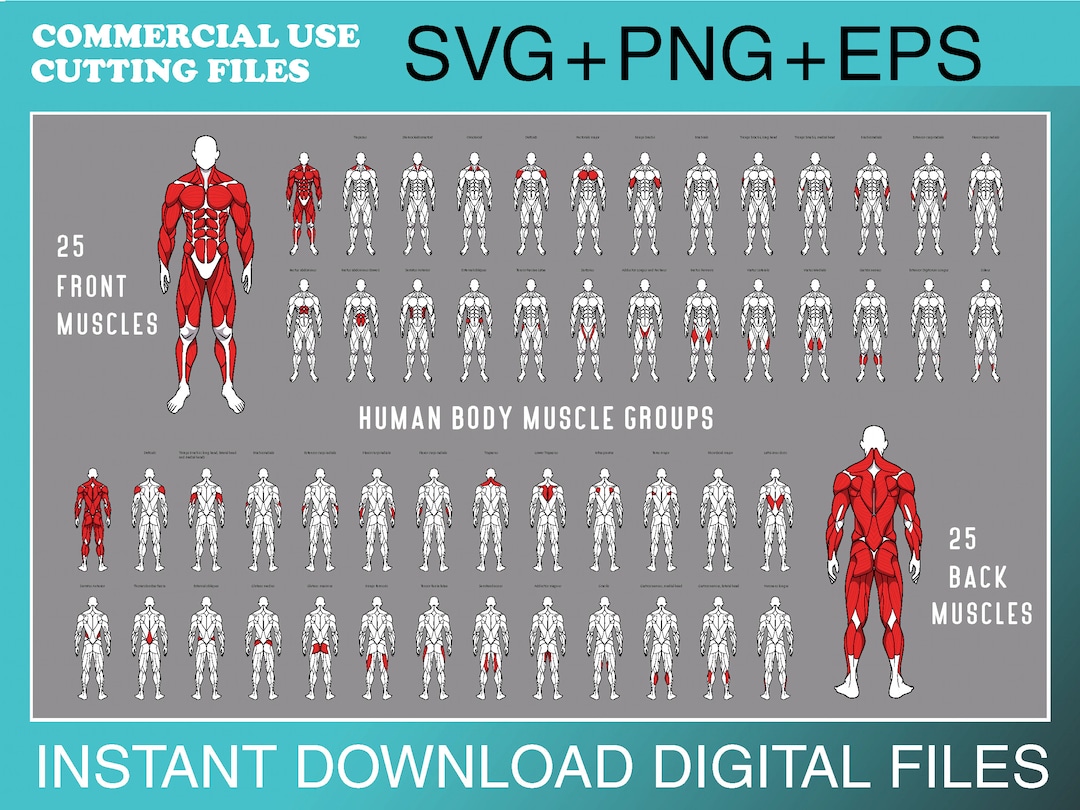 Muscles SVG Bundle-editable Muscles-highlight Muscle Gym Poster- Muscle ...