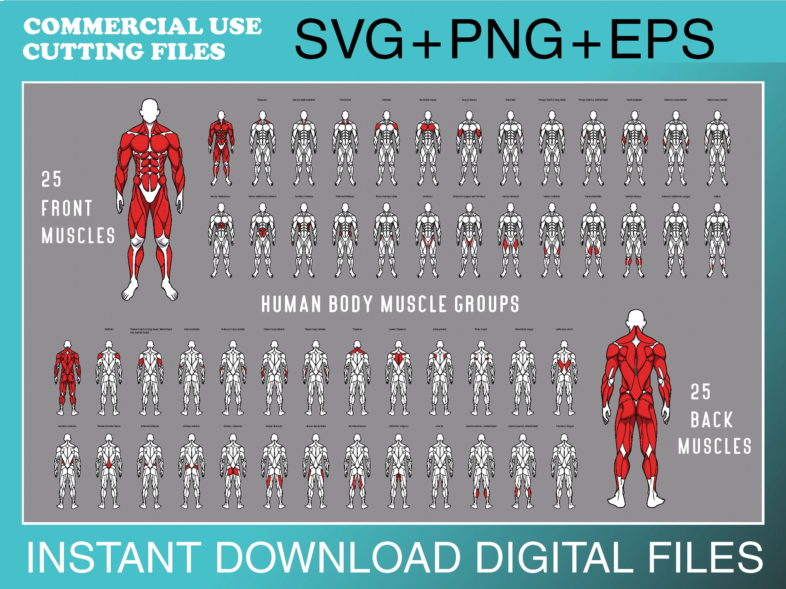 Muscles SVG Bundle-editable Muscles-highlight Muscle Groups - Etsy ...